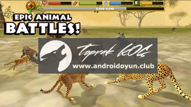 Cheetah Simulator 1.1 FULL APK